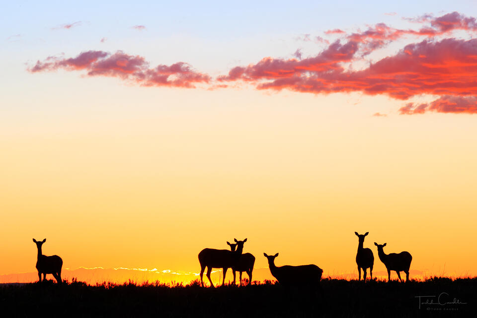 Sunset Silhouette Elk | San Miguel Mountains, Colorado | Skyline Press