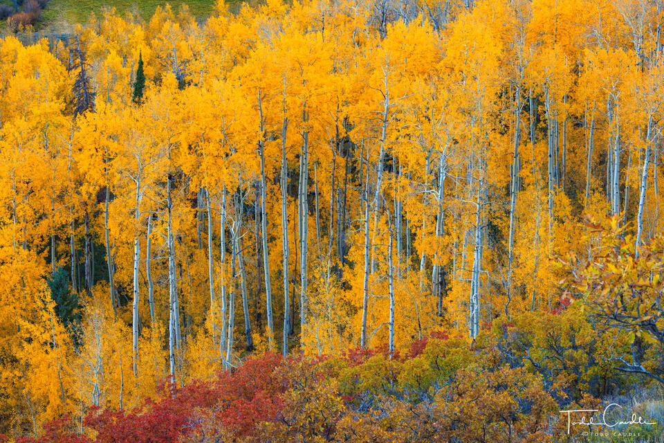 Capitol Creek Autumn Forest | Maroon Bells-Snowmass Wilderness ...